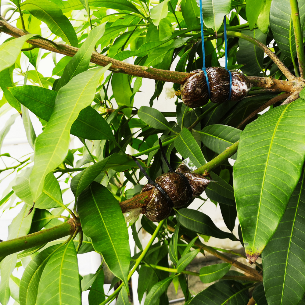 Abiu Plant (Pouteria Caimito) – Noboa Tropicals