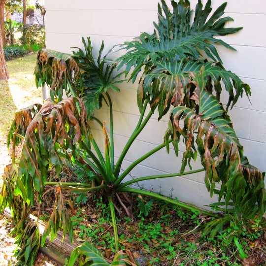 Cold Damage on Plants: How to Identify, Treat, and Prevent Winter Dama ...