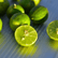 Key Lime Plant (Citrus Aurantifolia) – Noboa Tropicals